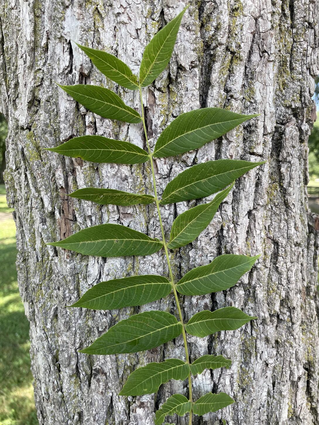 Black Walnut | CMP Tree Selection Tool